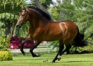 Pasión por los Caballos