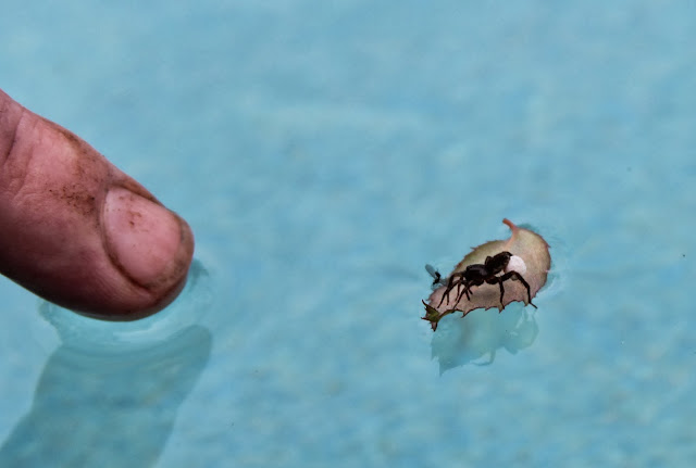 Rainbow Magic Sparkle Butterfly : Insects and Spiders visiting my ...