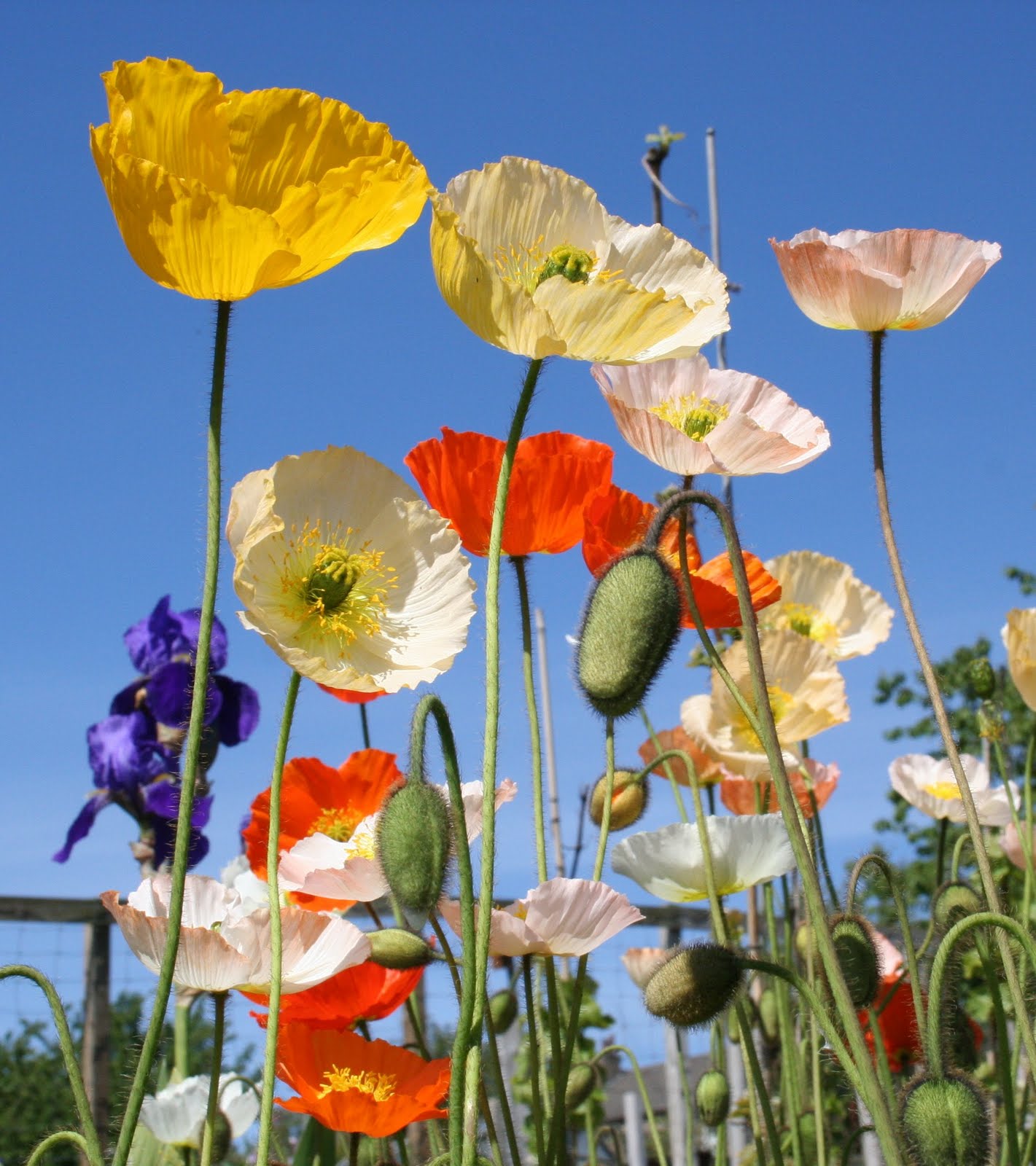 QUYTRINH DONGA: ANH TÚC - POPPY - EM