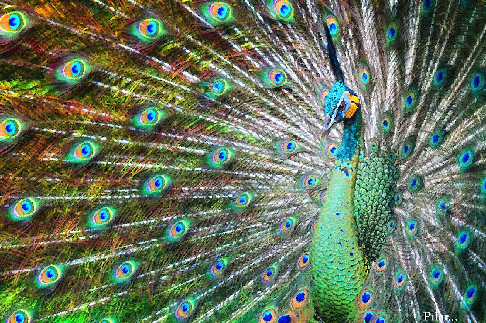PILAR Y SUS COMPLICES: PAVO REAL...MULTICOLOR......LA BELLEZA.
