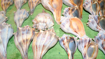 Passionate About Crafting : How to Clean Conch Shells and Whelk Shells