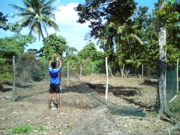 Mahat Terhebat Farm: Penternakan Itik Muscovy / Itik Nila / Itik Serati