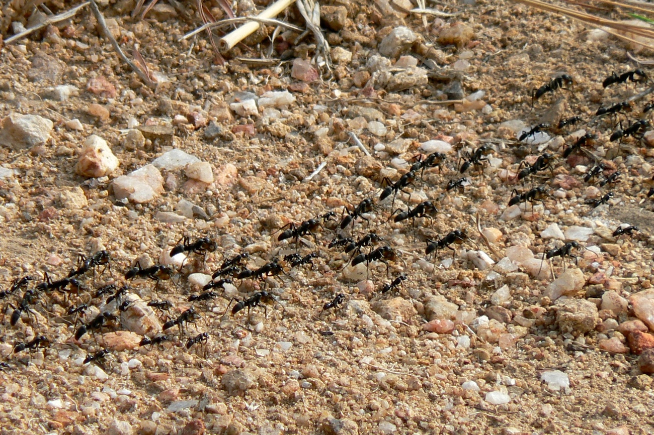 The Memory Wanderer: Ants