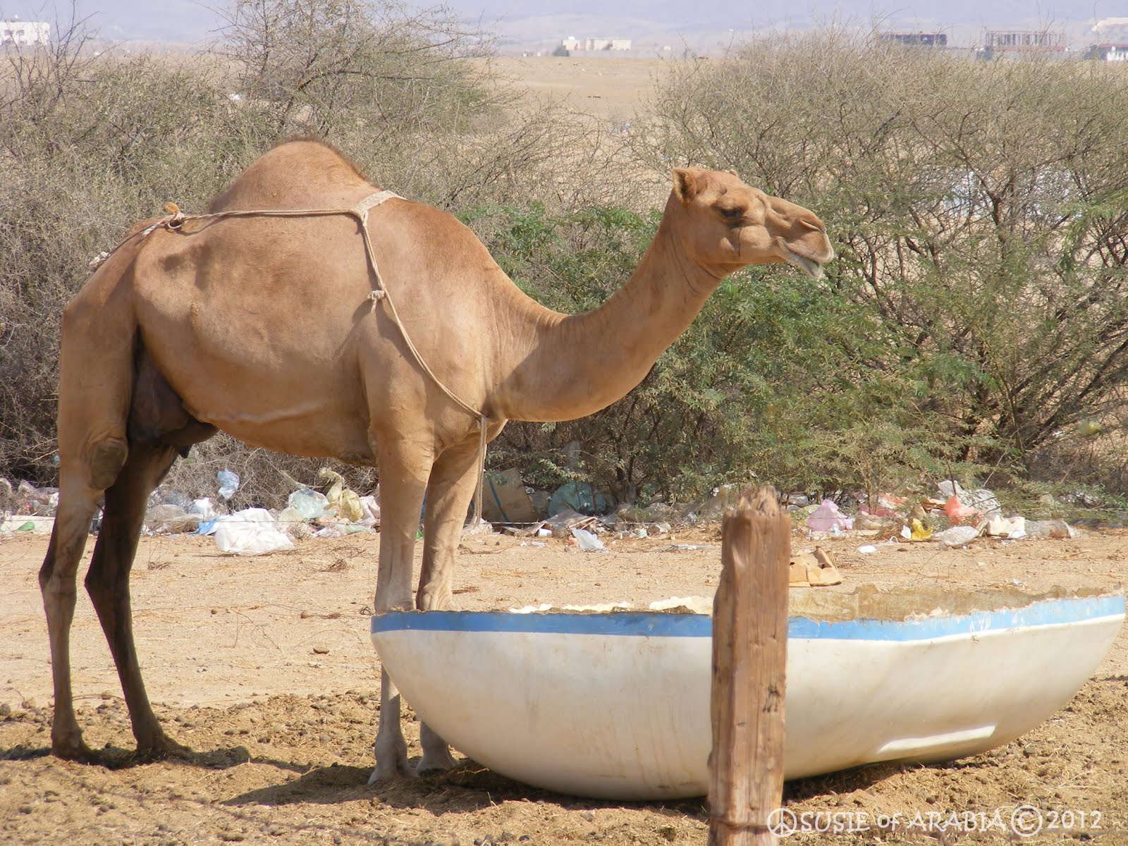 Jeddah Daily Photo: Our World: Camel Trough