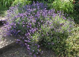 Lavanda Transilvania