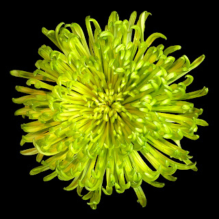 Beautiful Flowers: cherysanthmum