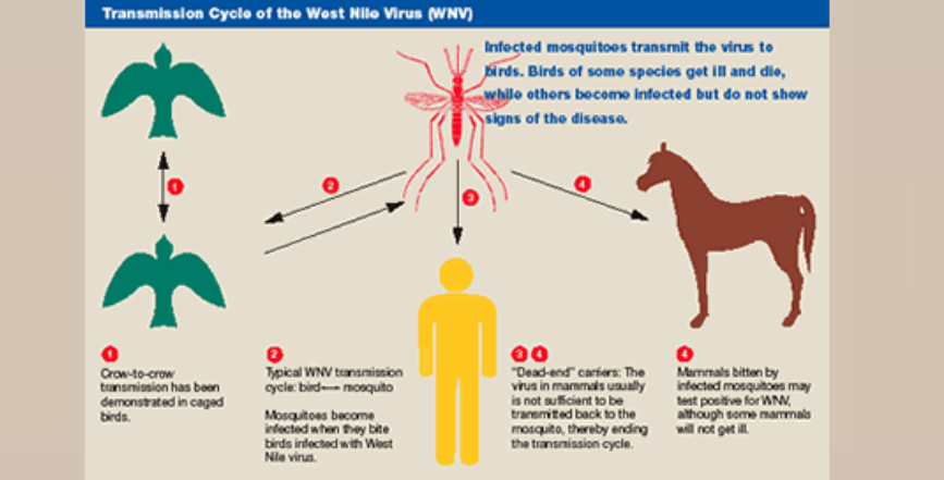 West Nile Virus Structure