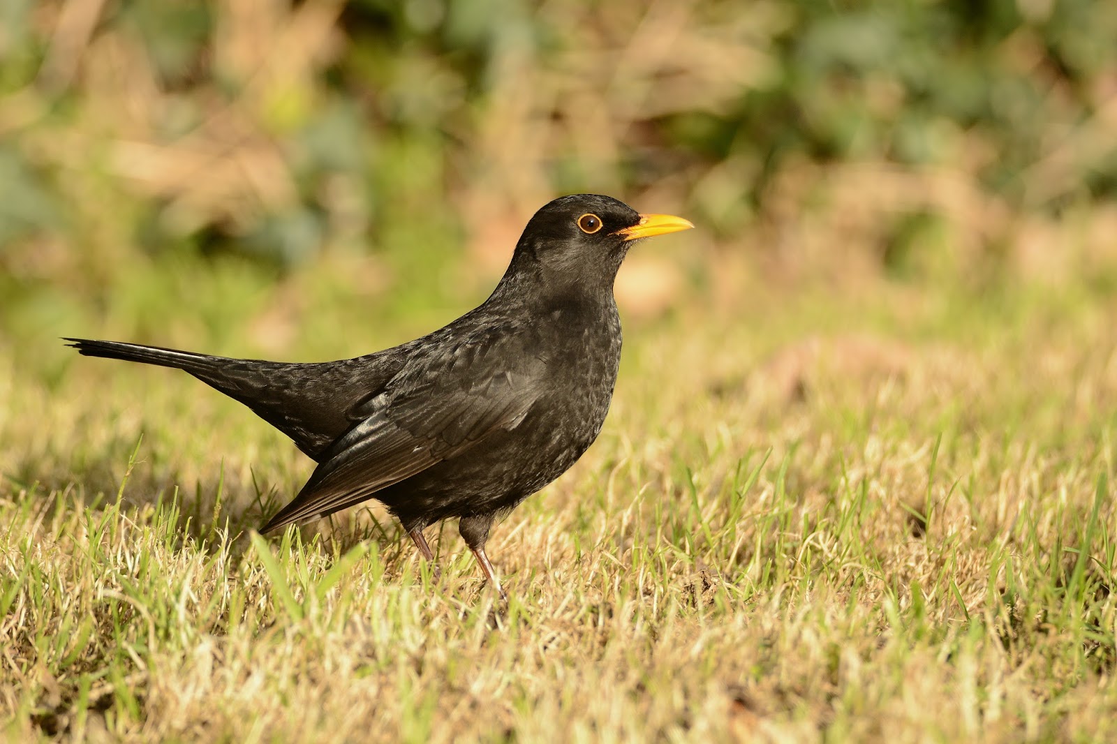 BirdWatch Ireland's Conservation Team blog: Irish Garden Birds ...