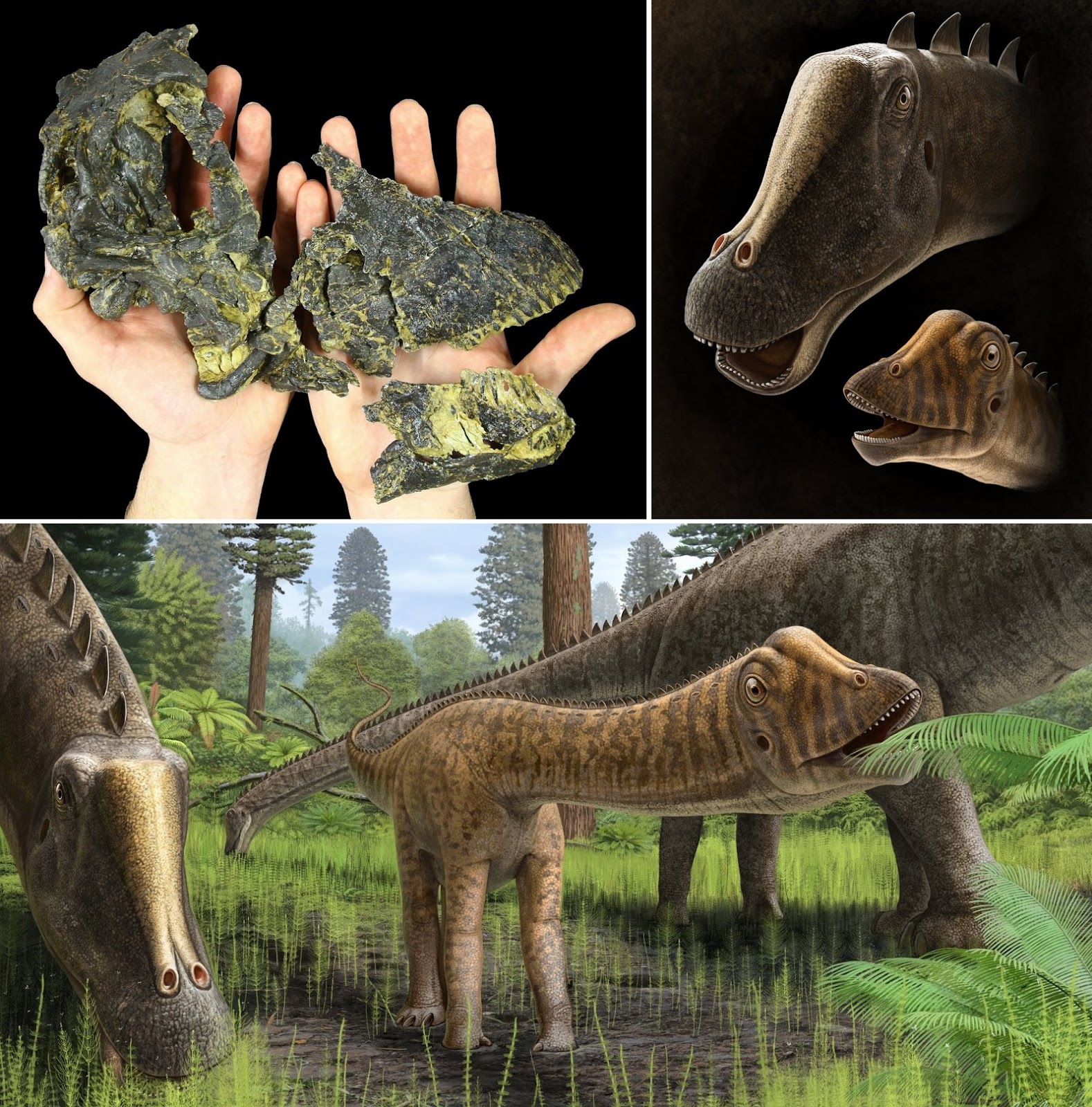 Species New to Science: [Paleontology • 2018] The Smallest Diplodocid ...