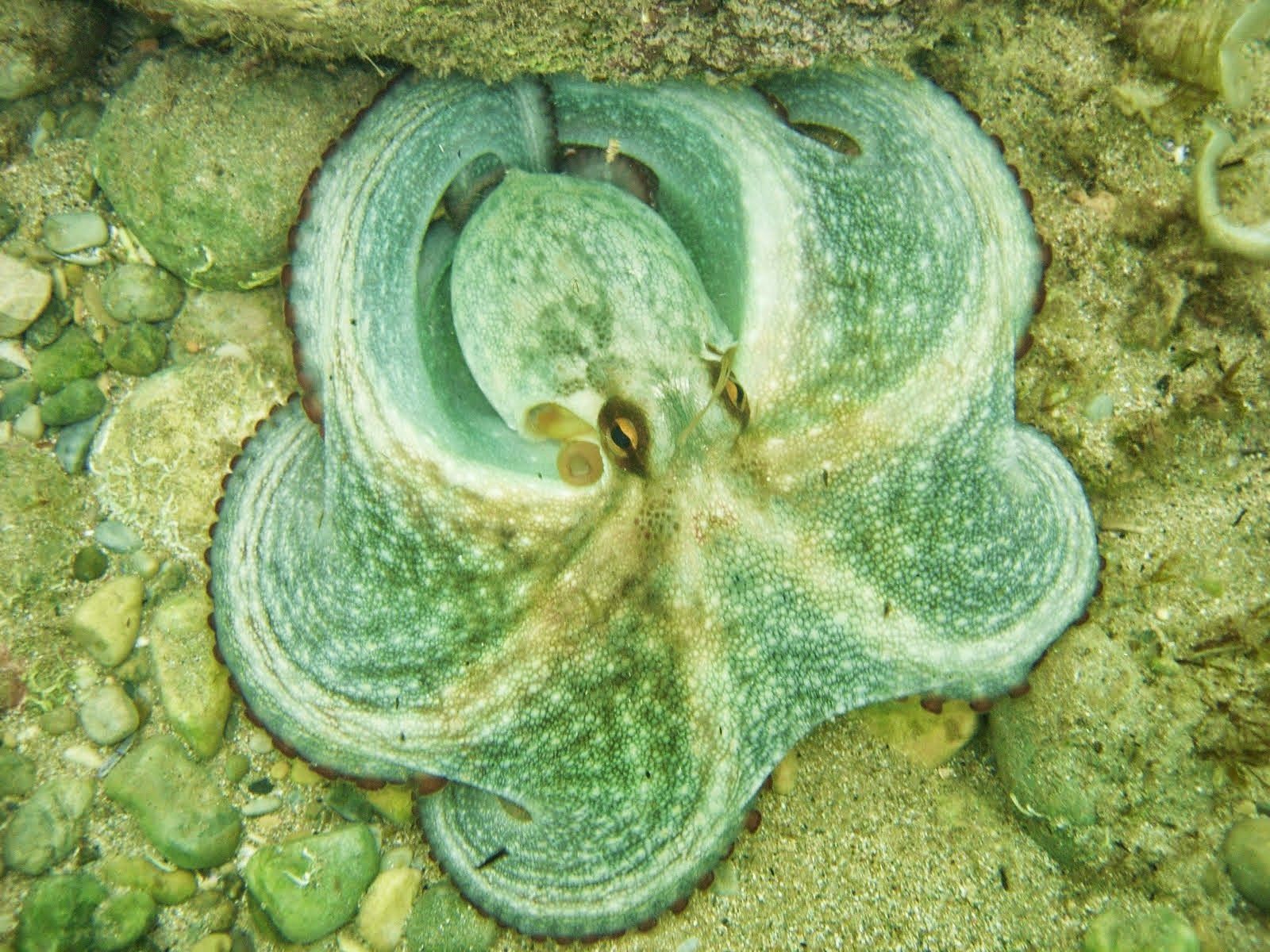 Taxonomía invertebrados no artrópodos: Phylum Mollusca Clase Cephalopoda