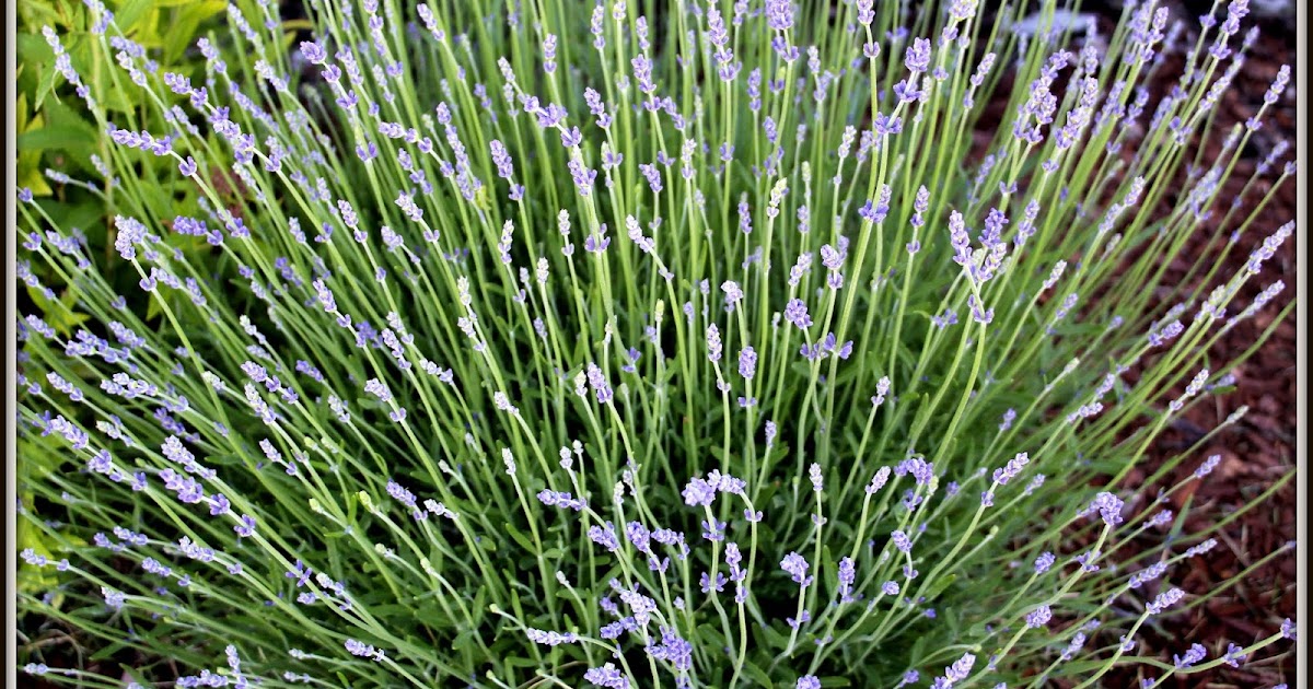 The Vintage Chateau: Lovely Lavender