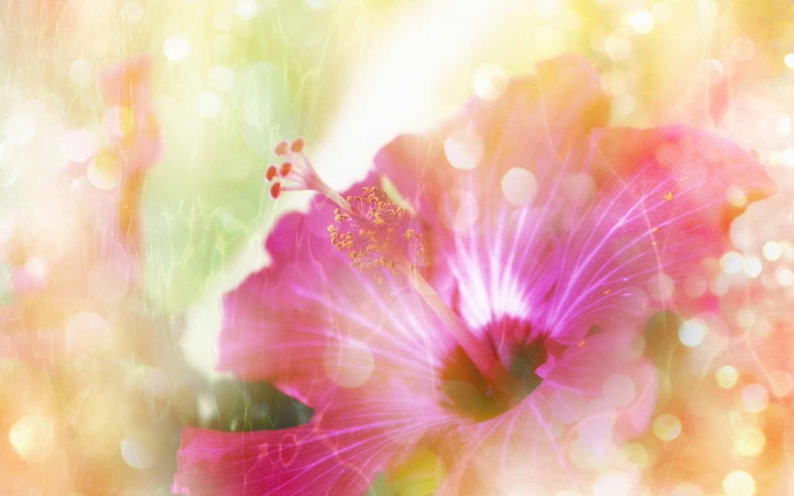 12 Wallpapers o Backgrounds de Flores Pack 03 - El Blog de Vku, Lo se ...