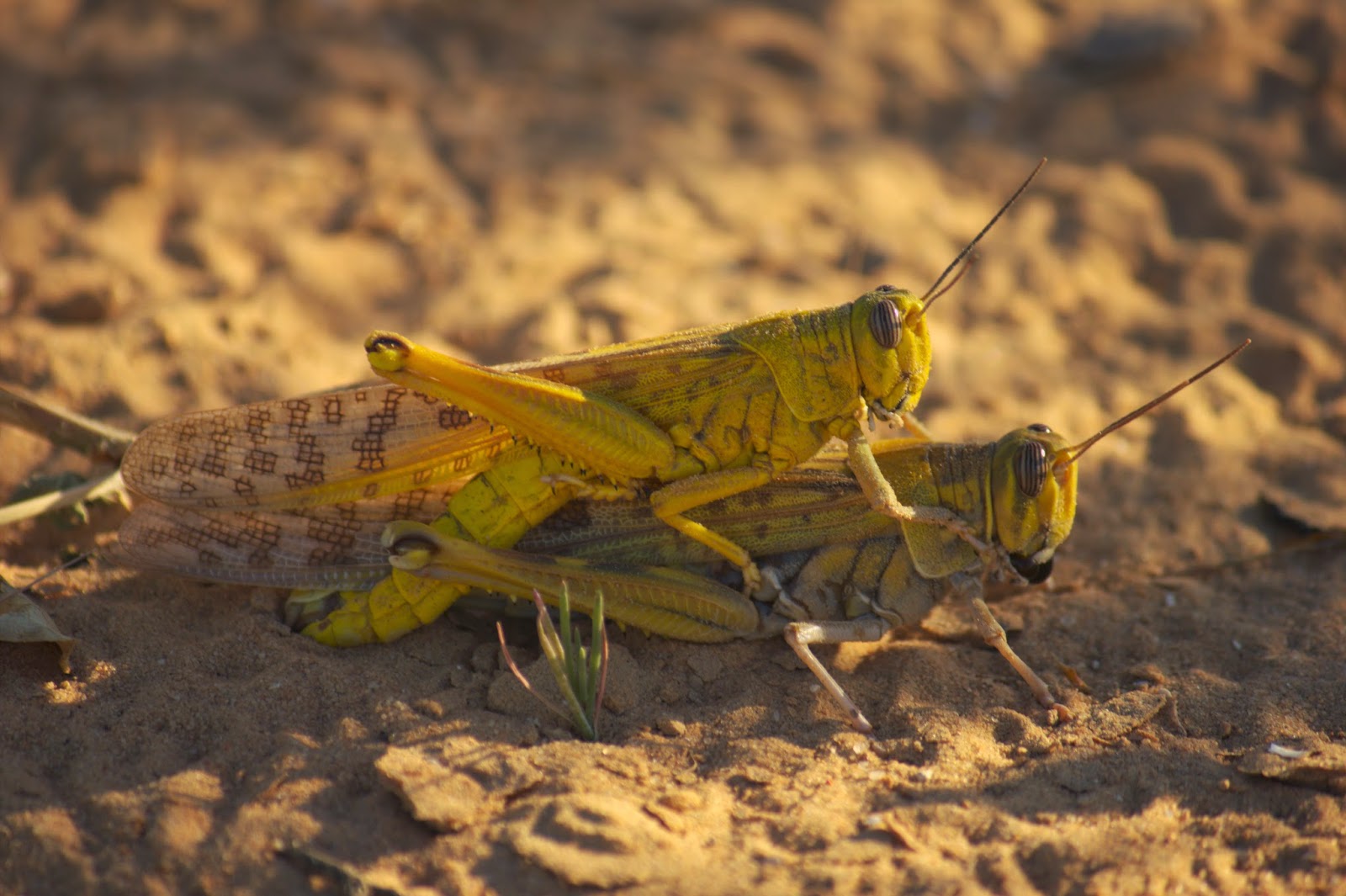L'annata delle Locuste