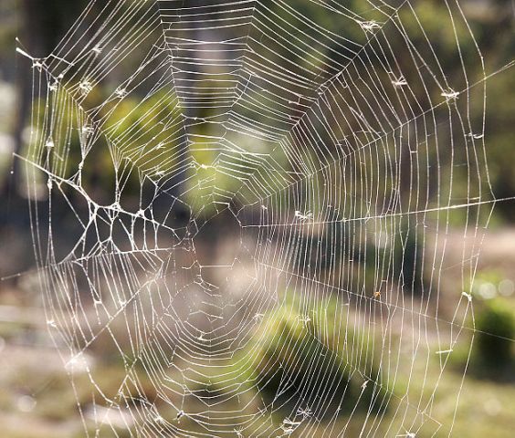 Survival & Outdoor Tips: Common Texas Spiders