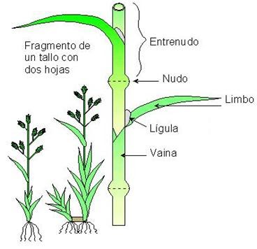 Familia Poaceae: Generalidades de la Familia Poaceae