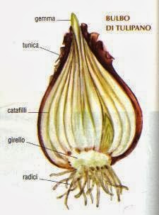 Erase un Blog Recetario: BULBOS.