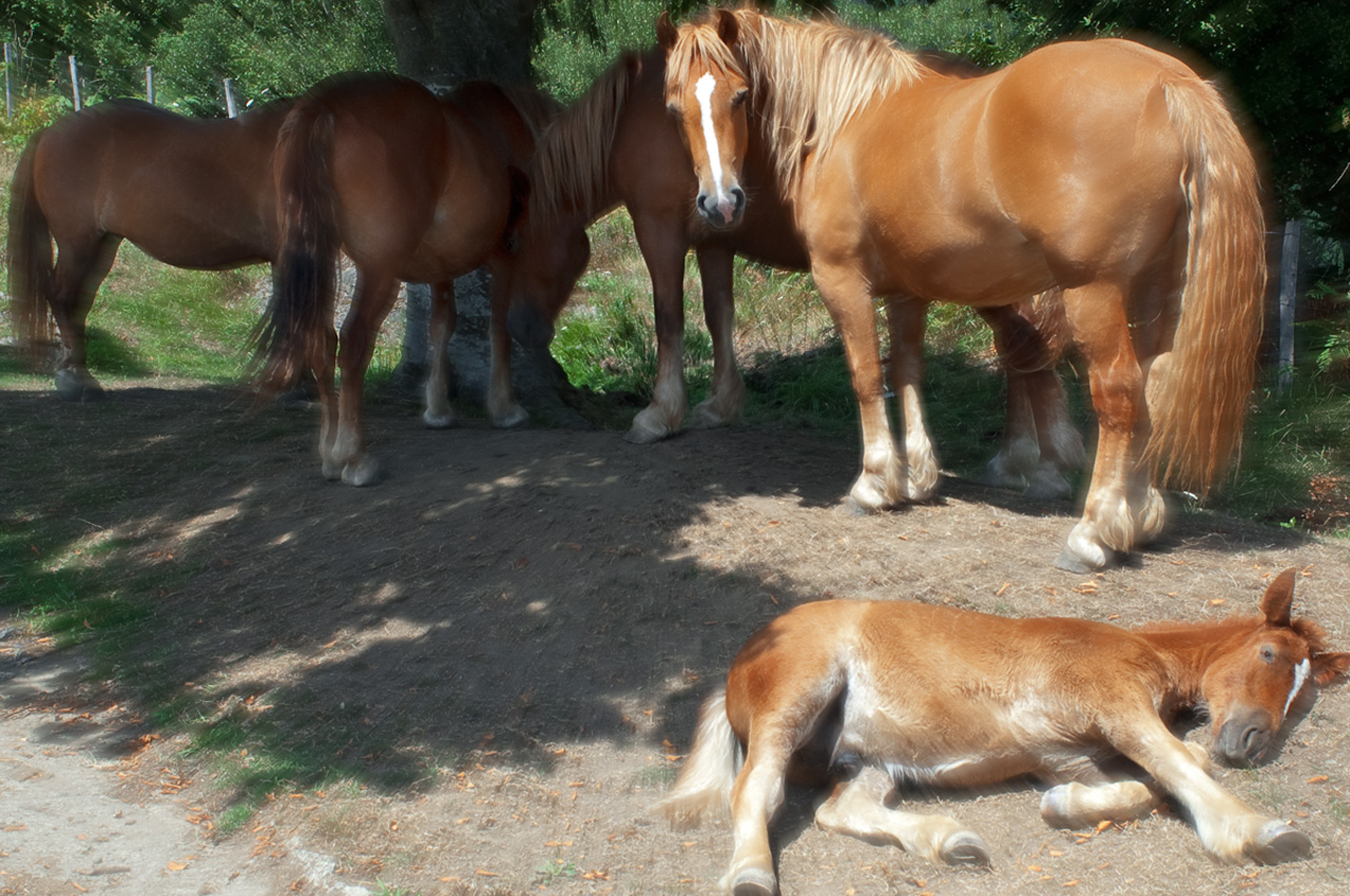 Fotografia Edurne Iza: La Foto del día: 19-05-2011 "Potros"