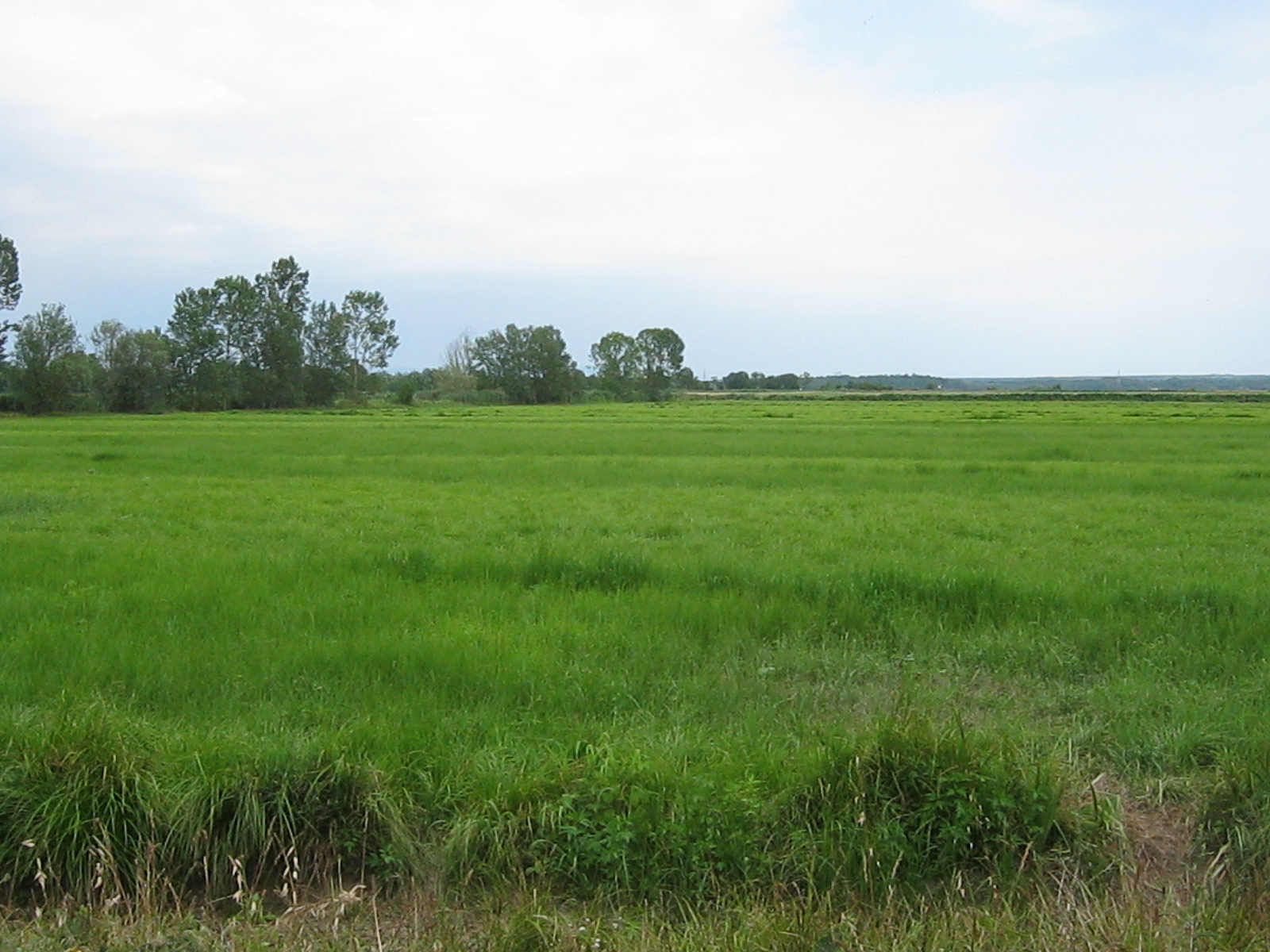 L'alba sulla collina: PADULE DI BIENTINA : fra natura e memoria