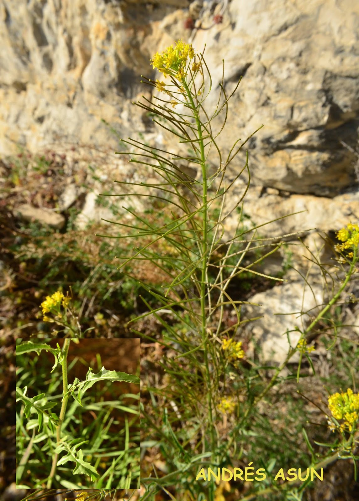 Flores silvestres de la Cordillera Cantábrica: CRUCIFERAS - Cruciferae