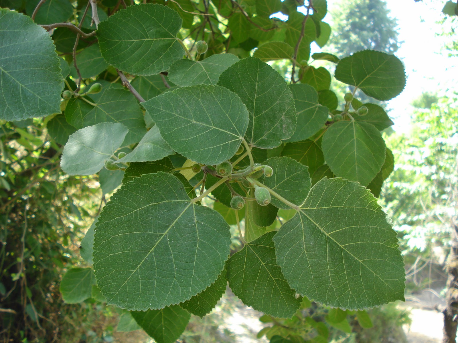 Ficus palmata - Alchetron, The Free Social Encyclopedia