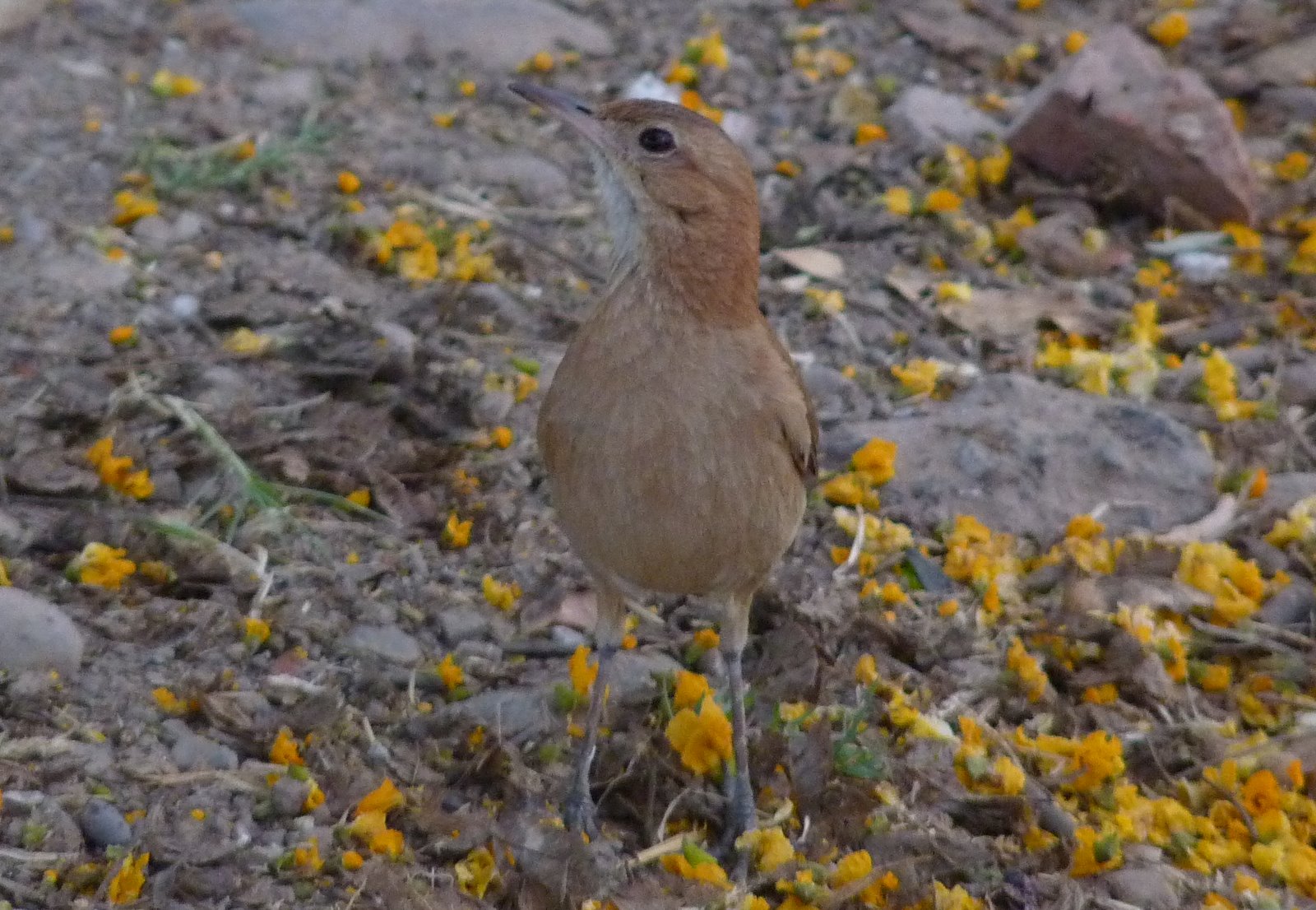 Aves del NOA y algo mas..: Hornerito de Villa 20