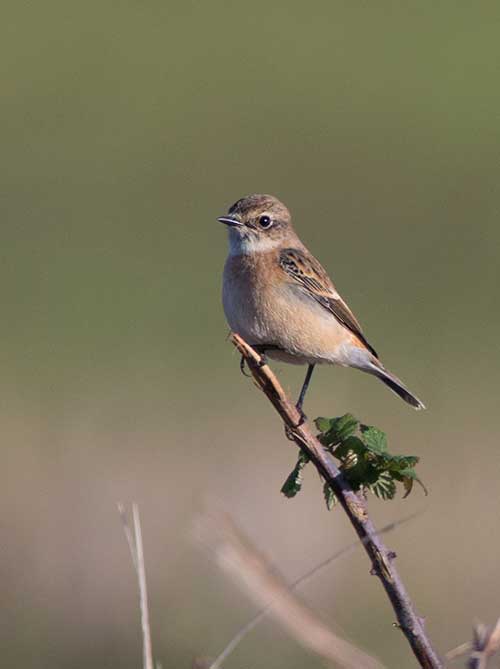 Just Wild Images by Will Bowell: Stejneger's Stonechat in Norfolk