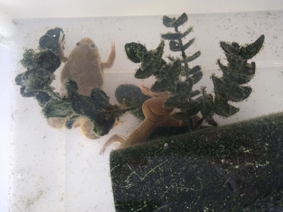 Frogs: Why they are so rivet-ing in research