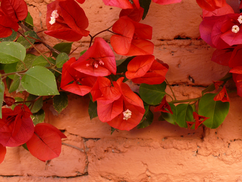 Bougainville (paper flowers ) | World Of Flowers