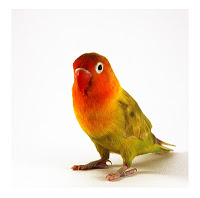 Suara Burung Love bird | Buser Bird Club