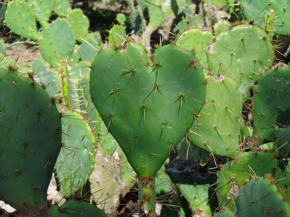 Pharr From Heaven: 12/1/14 - 1/1/15