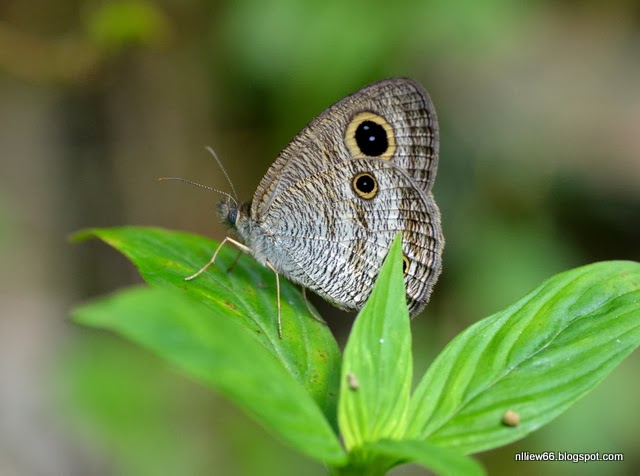 The Forested Path (and Beyond): BUTTERFLIES of RAUB: The Common Three ...