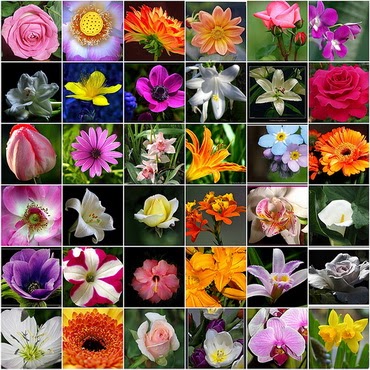 List Flower Namescommon Flower Namesgirls Nameskeepandshare | World