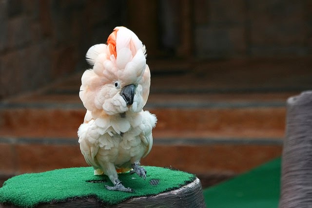 Are Cockatoos Good Pets