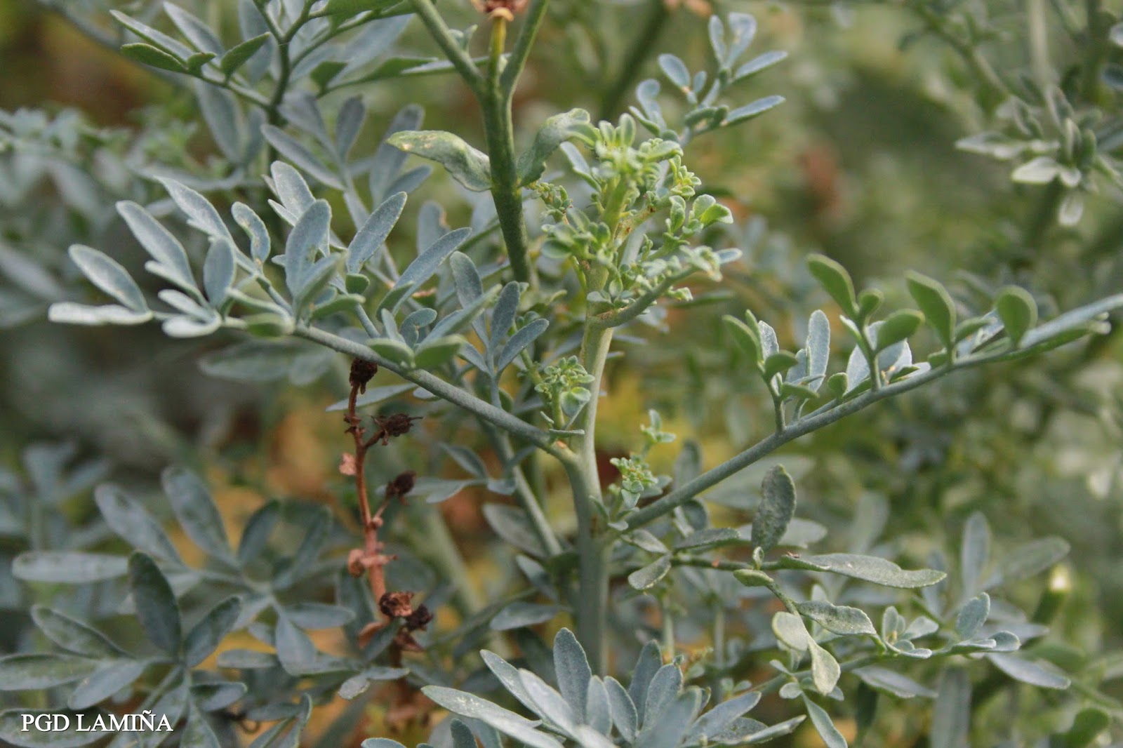 RUTA GRAVEOLENS. ruda