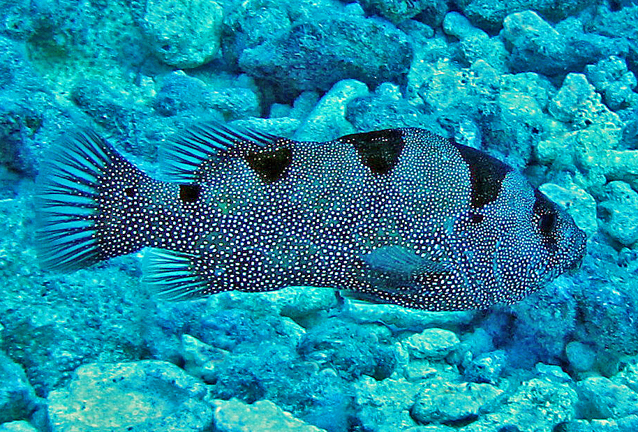 Artes de Pesca: ACTINOPTERYGII