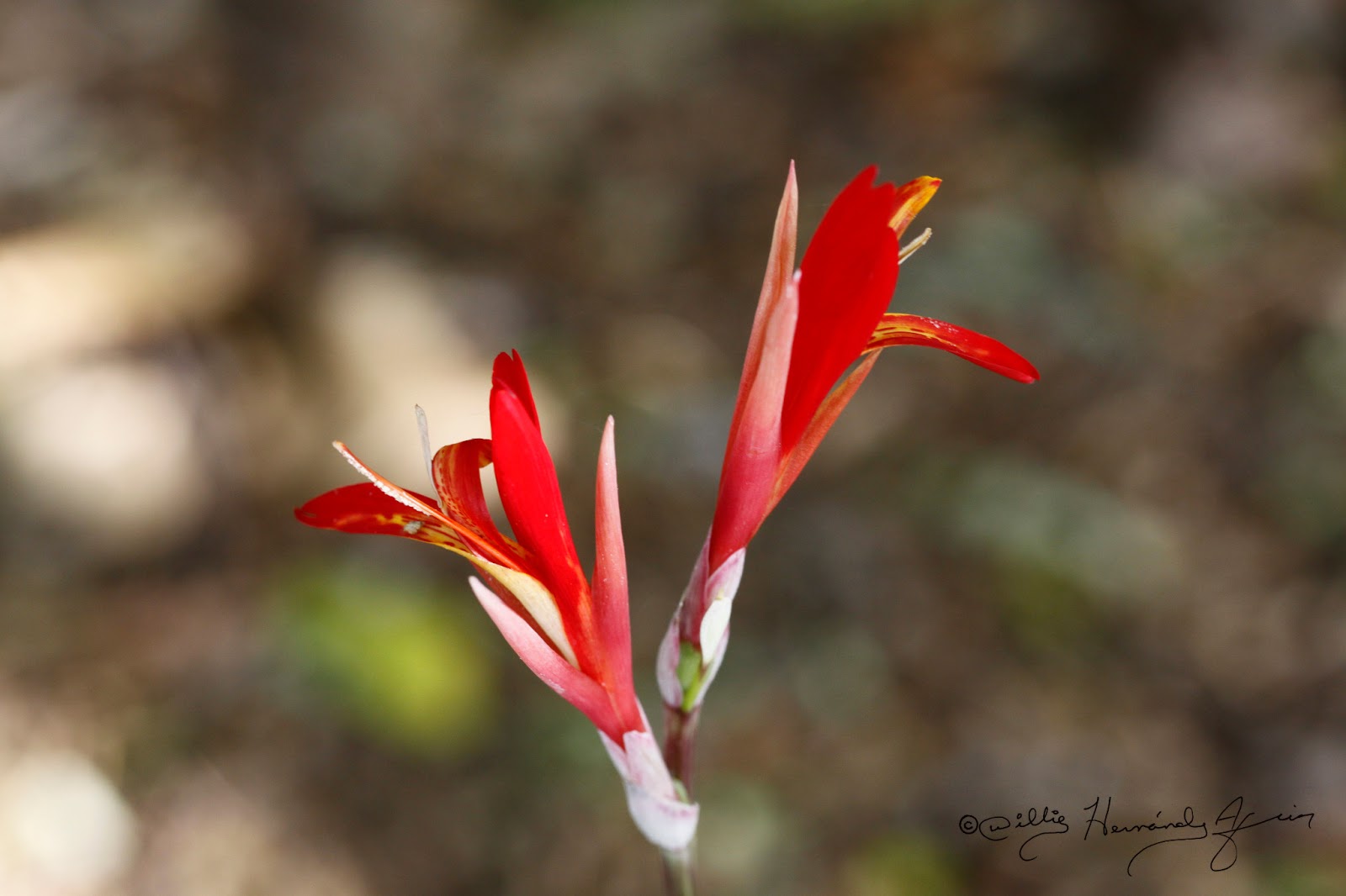Flora de Puerto Rico Ilustrada Papo Vives: CANNACEAE Canna indica Maraca