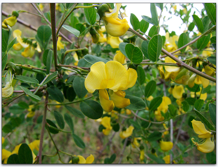 rocayflor: Camino del Pueyo. Colutea arborescens ? (espantalobos)