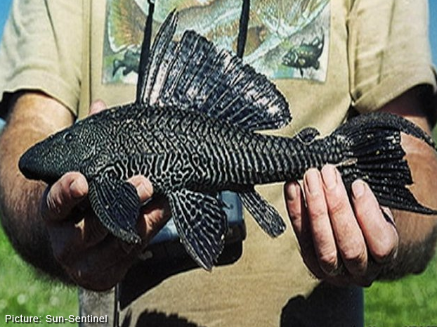 RTSea Blog: observations on oceans, sharks and nature: Armored Catfish ...