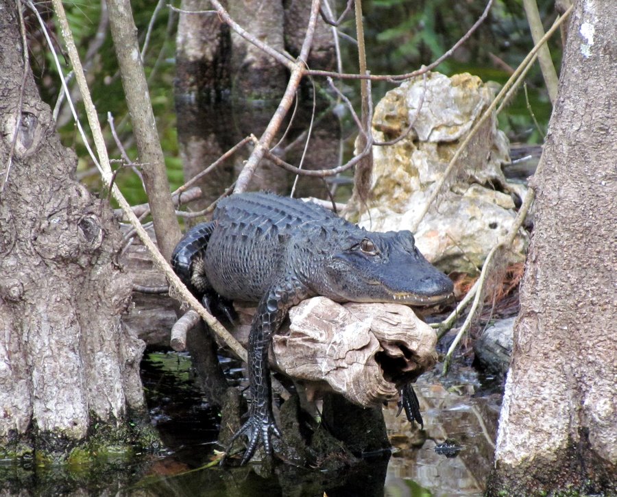 Birding Is Fun!: Birding is More Than Fun! It's Fabulous!
