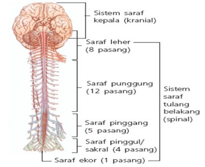 Pengertian Sistem Saraf Tepi | Pustaka Pandani