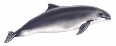 Artes de Pesca: VAMOS A PESCAR MARSOPA