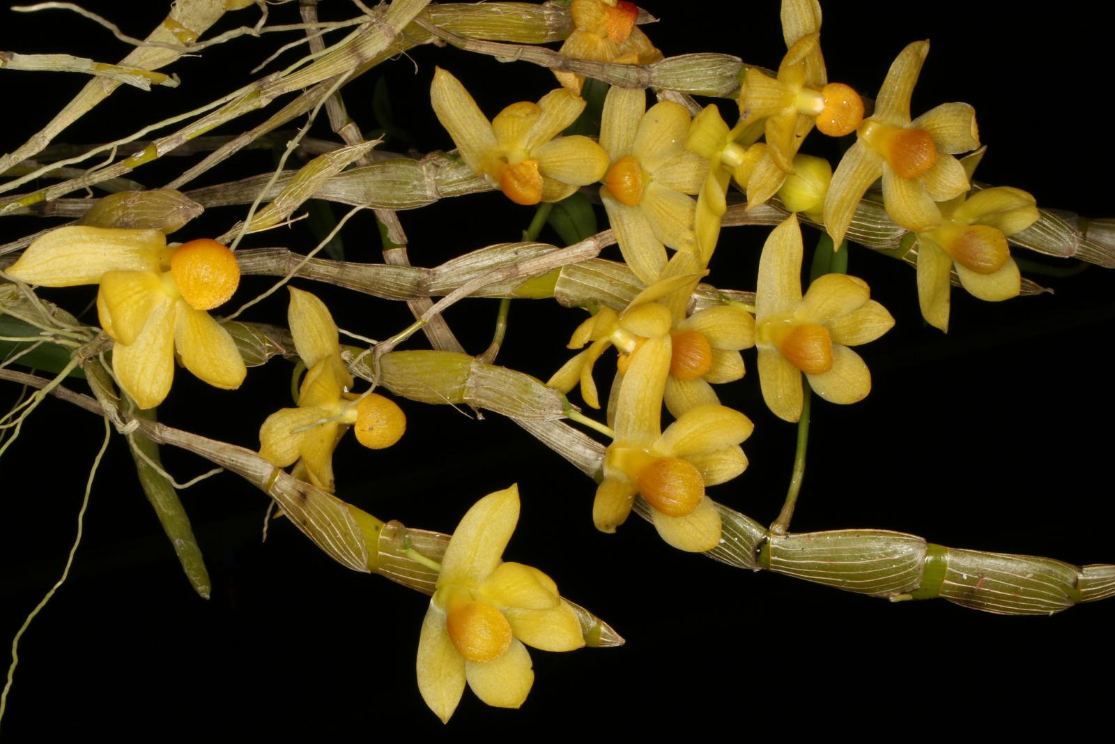Dendrobium chrysocrepis care and culture | Travaldo's blog