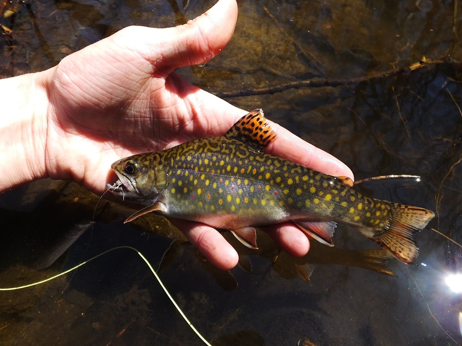 Connecticut Fly Angler: An Extraordinary Place, Two Extraordinary Fish