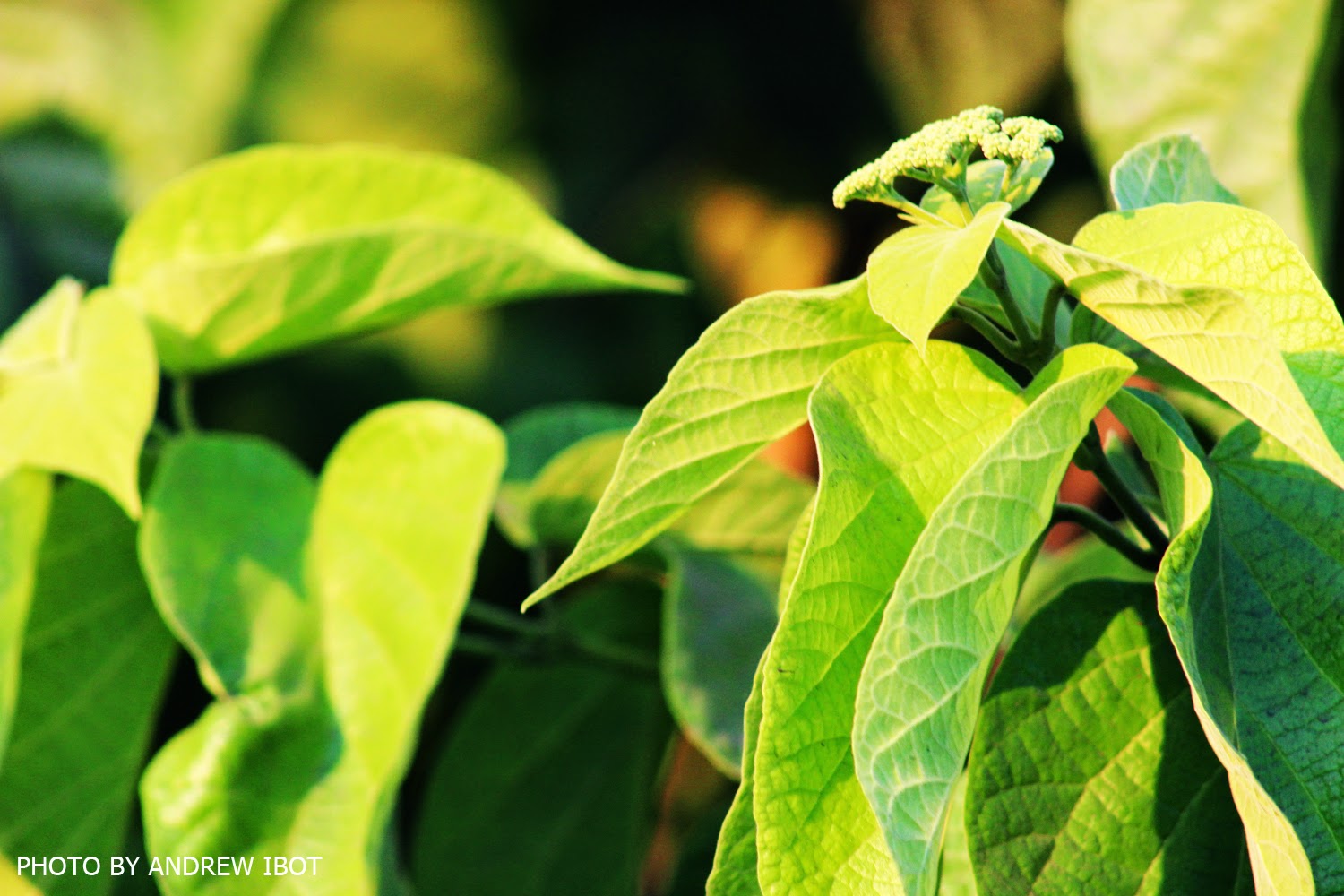Ako si ANDREW IBOT!: Alagaw (Premna Odorata Blanco)