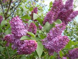 Liliacul cel frumos, dar si util