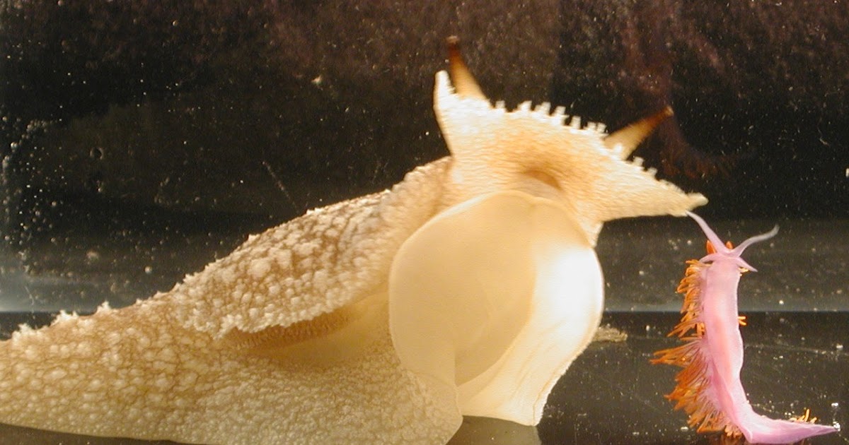 Inkfish: "Fool Me Twice, Shame on ME," Says Sea Slug