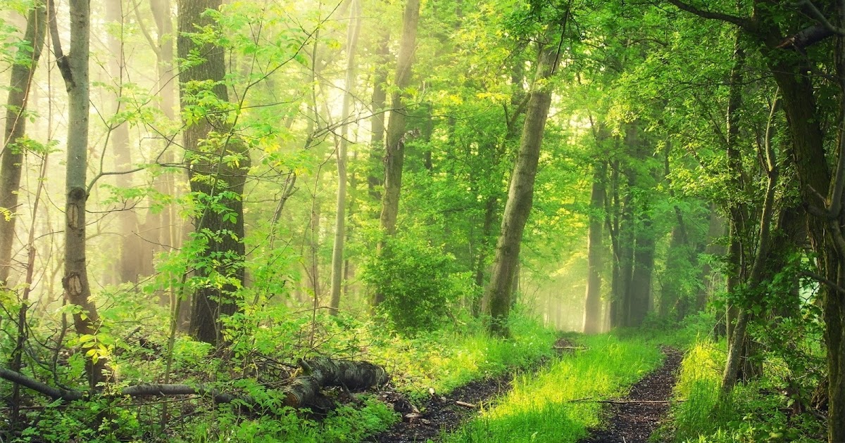 Las plantas sienten dolor: piden ayuda al ser cortadas, indica un ...