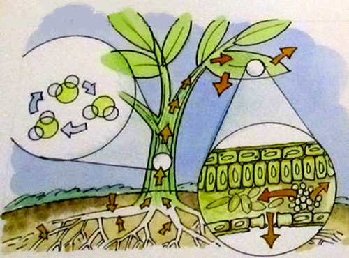 Green Gardening Matters: Transpiration: Forests' most important service