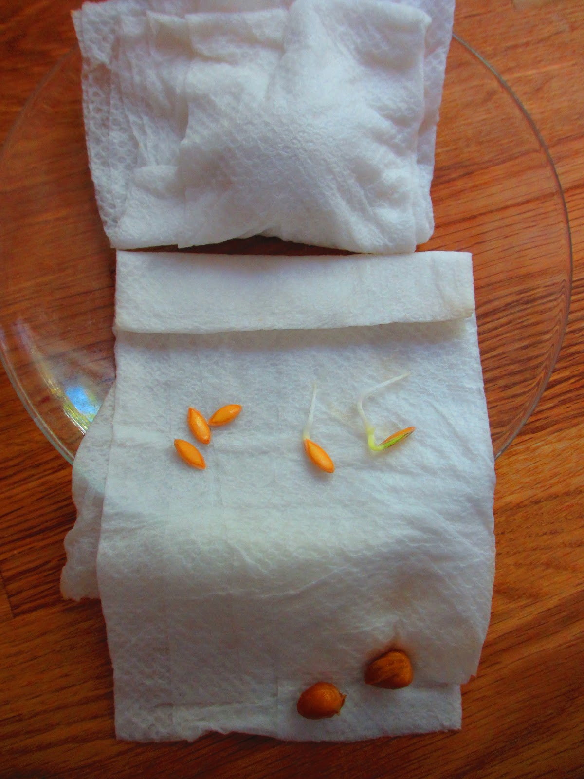 The Ambitious Seed: Sprouting Fresh Seeds In A Paper Towel