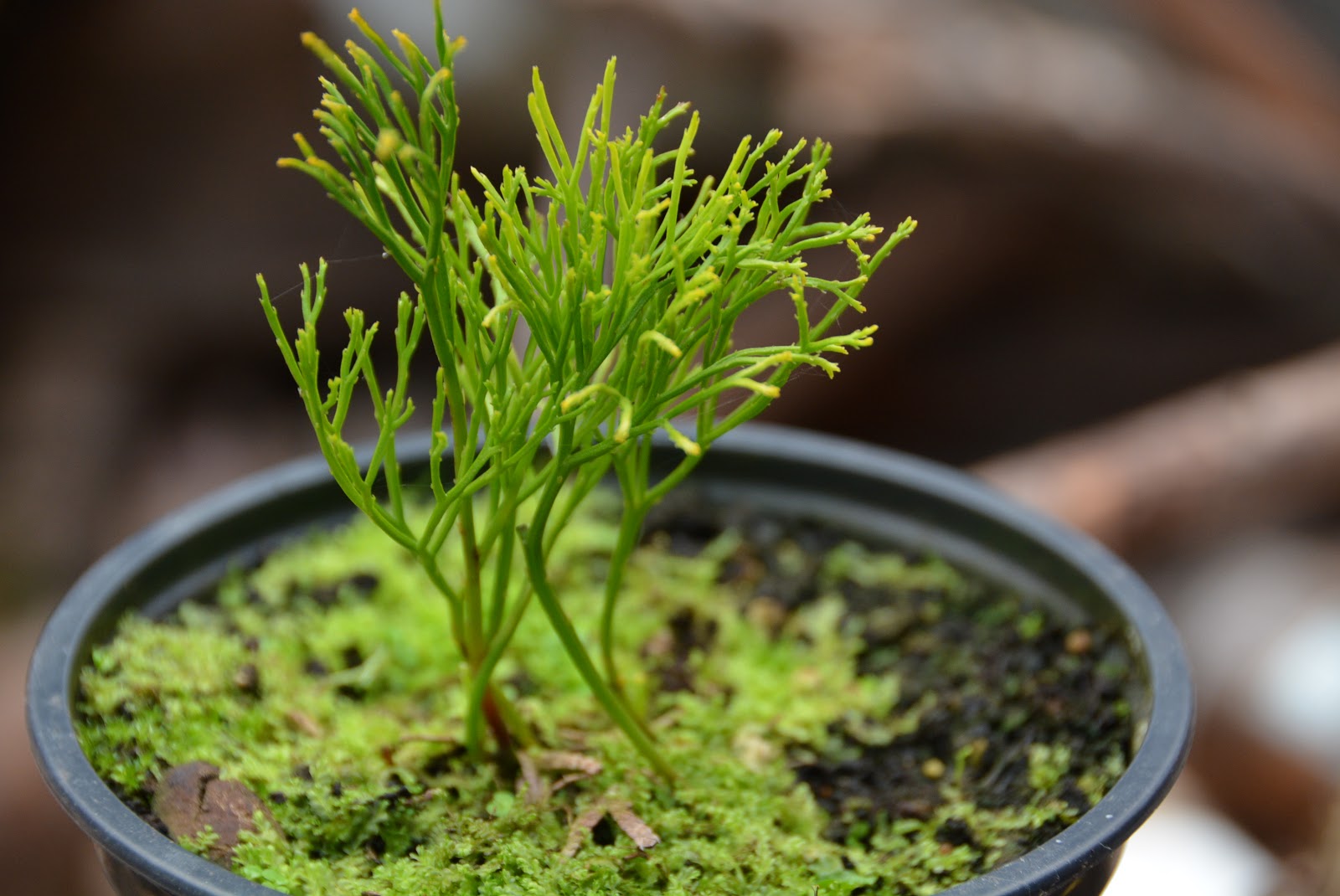 JARDIN DE HELECHOS: PSILOTUM NUDUM